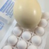 Deviled Ostrich Eggs - DudeFoods.com - Food Recipes & Videos