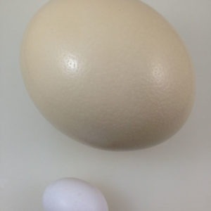Deviled Ostrich Eggs - DudeFoods.com - Food Recipes & Videos